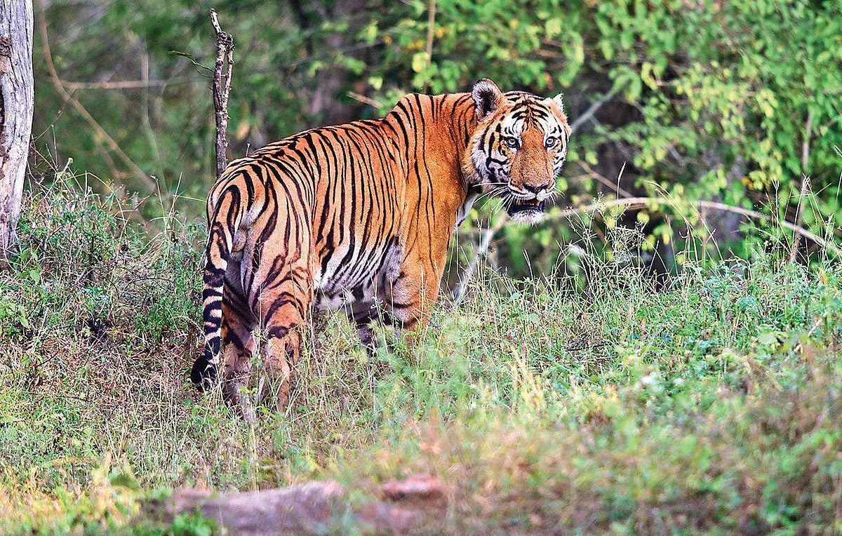 Tiger numbers are up but rise in poaching, man-animal conflicts cause ...