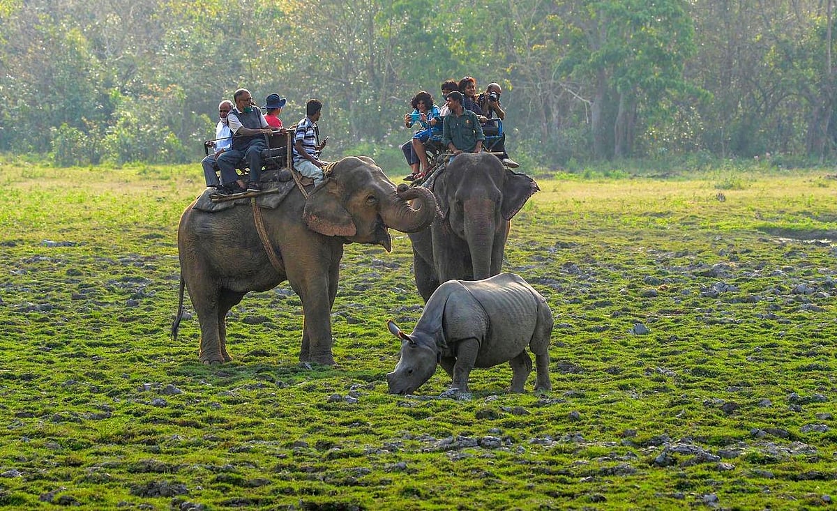 World elephant day: Here are some facts that point out the plight of an ...