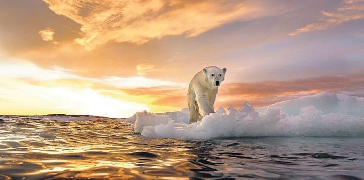 Global warming behind mass animal extinctions: Study