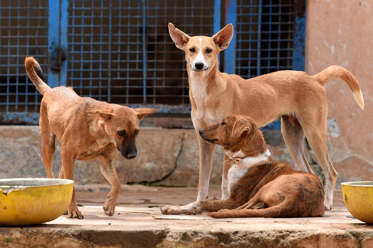Street dogs population declined in a majority of states but increases ...