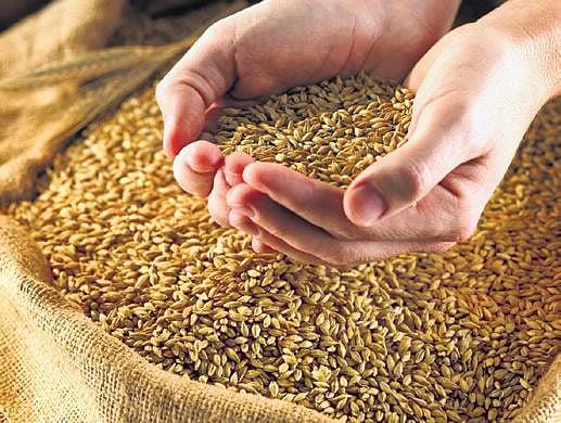 No plans to import wheat into India: Government sources