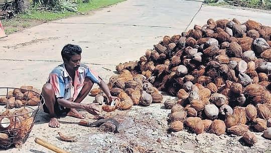 Fluctuating coconut prices grate on farmers' nerves