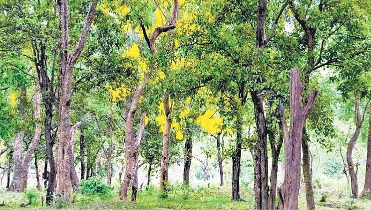 1,000 sandalwood plants in Lutyens’ zone will get round-the-clock security