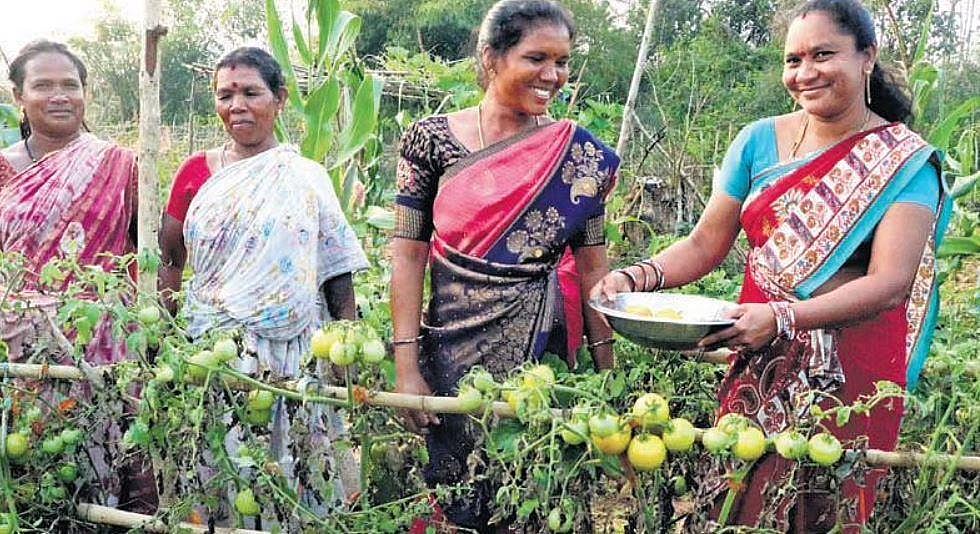 Organic farming spreading roots in AP