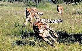 Cheetahs to be bred and released into wild: Official