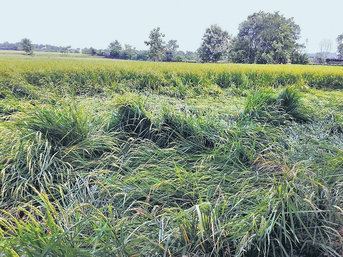 Crops damaged, bridges washed away amid incessant rainfall in ...