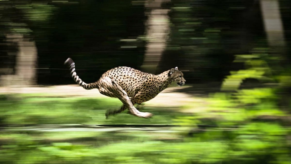 Cheetahs to travel without food from Namibia to India: Official