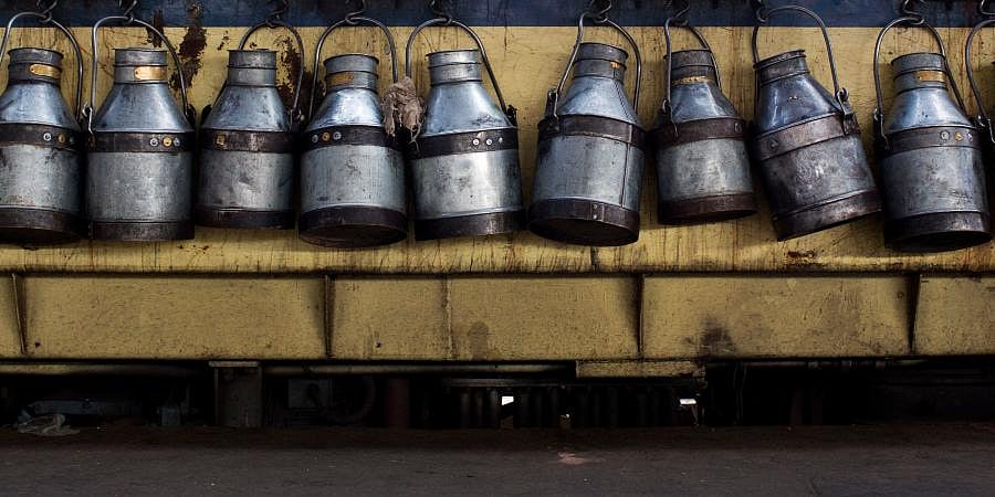Aavin's poor quality fodder affects milk production, says farmers