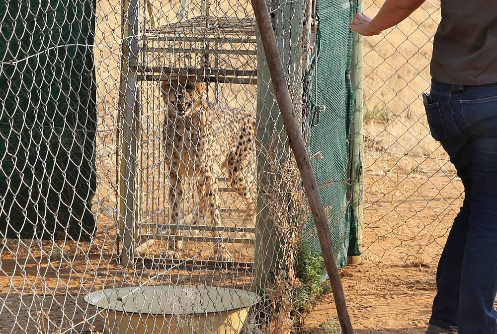 Arrival of African cheetahs in India: A look back at the legal tangles ...