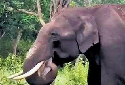 Search on for elephant seen eating plastic waste in viral video shot at MTR