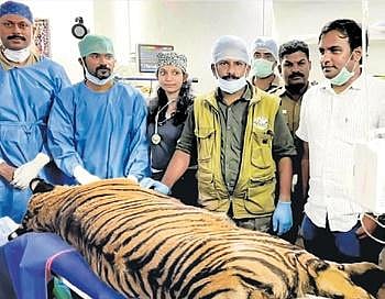 Tiger doing well after dental surgery at forest guest house