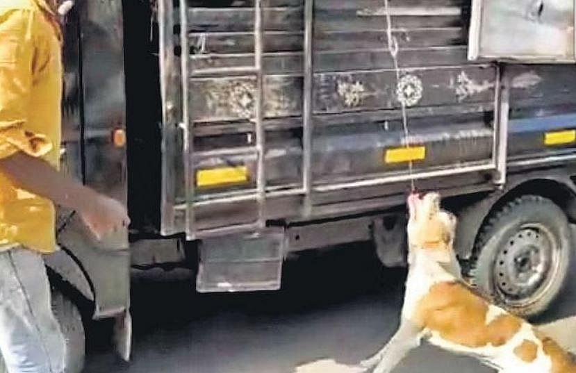 Haliyal civic body release stray dogs into forest, spark outrage