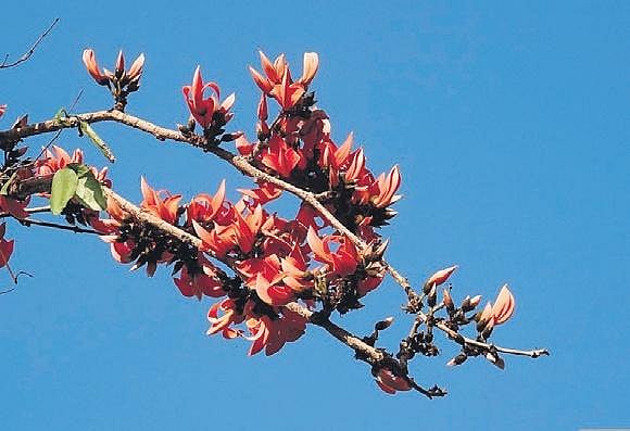 The four silly princes and the tesu tree