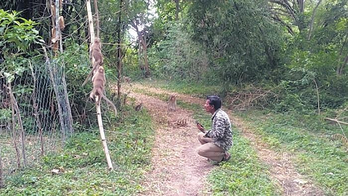 Forest Department alarmed at rogue monkey menace in Mayiladuthurai village