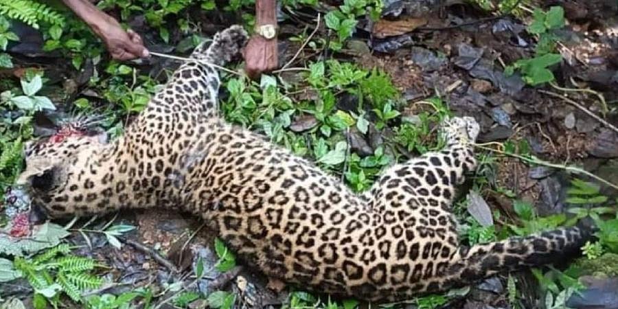 Tribal man hacks leopard to death in Kerala's Idukki after big cat ...