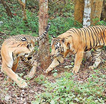 Tiger kills two cows in Saluru