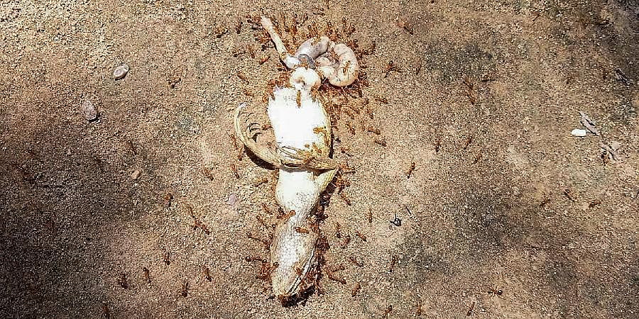Rare species of fire ant colonised Brahmansahi: Experts