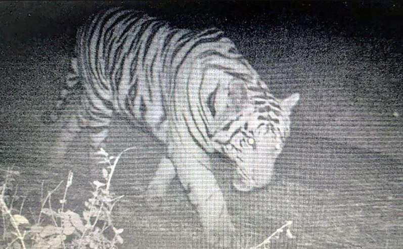 Tension in Wayanad village as tiger kills farmer