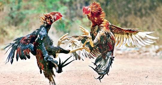 Single rooster steals the show, wins Rs 1.53 crore bets in Andhra Pradesh