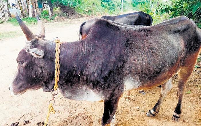 Dharmapuri farmers want more inoculation camps for lumpy skin disease