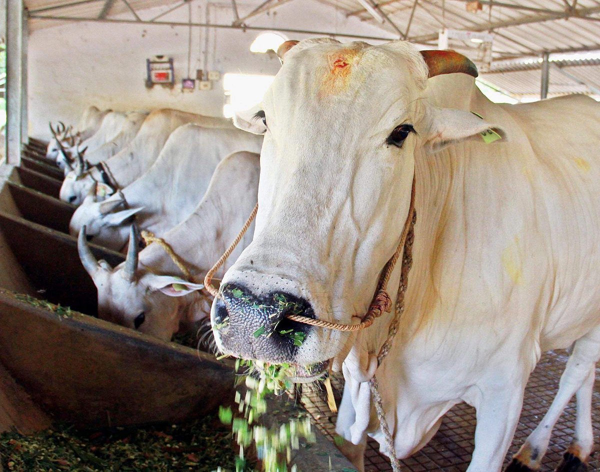 Houses made of cow dung not affected by atomic radiation: Gujarat court ...