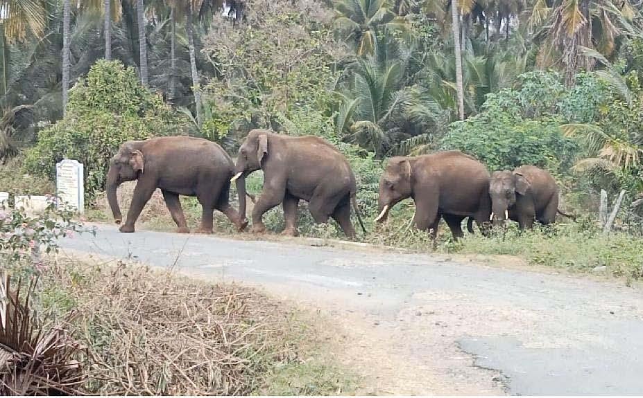 Forest officials in Erode drive back herd of five elephants into Karnataka