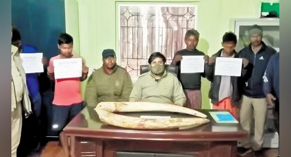 Four arrested in Odisha with 120 kg tusks