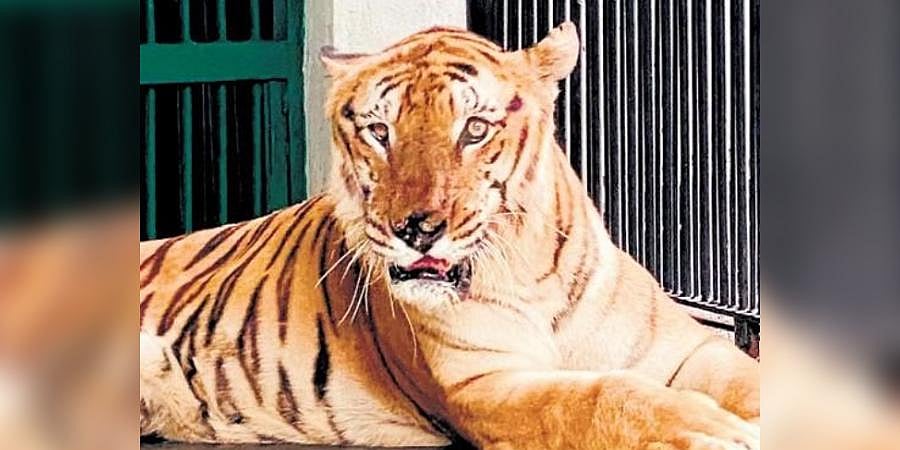 A story of survival: Book on George the tiger to be released on January 20