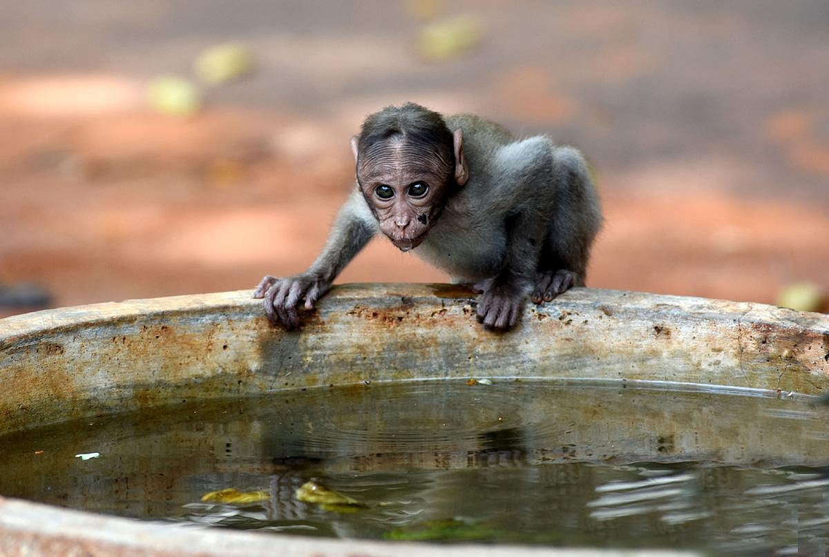 Dehradun Diary: 15 monkeys poisoned to death near Manimai temple area