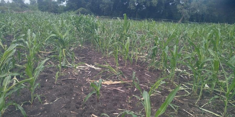 Pigs ravage maize farms in Tamil Nadu, farmers want them culled