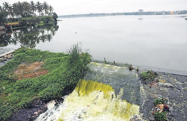 Activists blame Varthur breach for fish deaths
