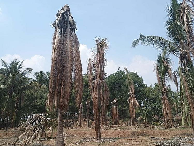 Coconut trees in seven Tiruppur villages dry up, farmers demand ...
