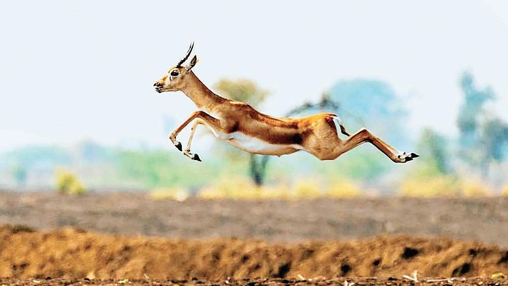 Food for fauna: Goverment to restore 520 hectares of grassland in Tamil ...