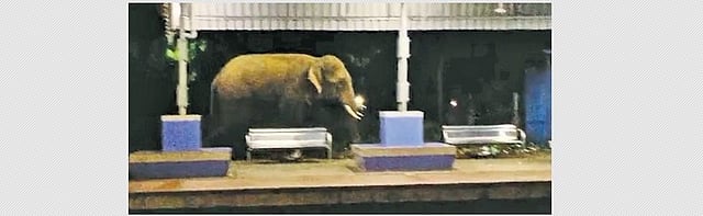 Wild tusker strays into Kothavalasa railway station in Andhra