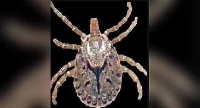 2,820 scrub typhus cases in Odisha, Agriculture secretary tests positive