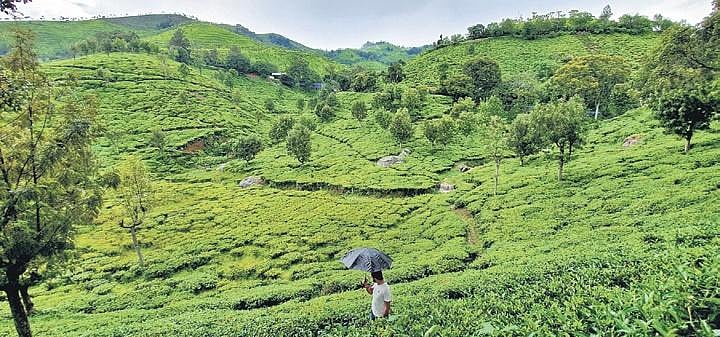 Forest Department to plant 59,000 native tree saplings in Nilgiris