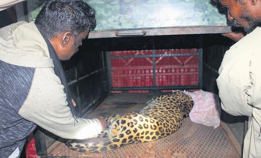 Tamil Nadu: Leopard injured after getting trapped in snare