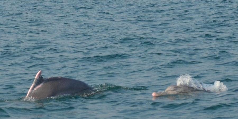 Tamil Nadu plans first-of-its-kind dolphin safari at Gulf of Mannar ...