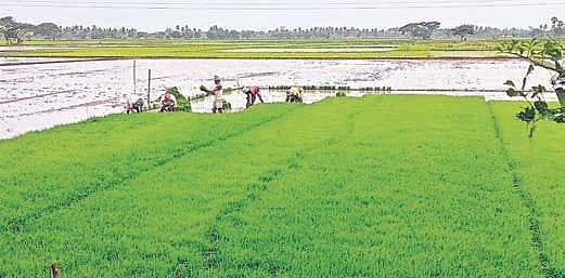 Andhra Pradesh govt to release water for Rabi in Godavari delta