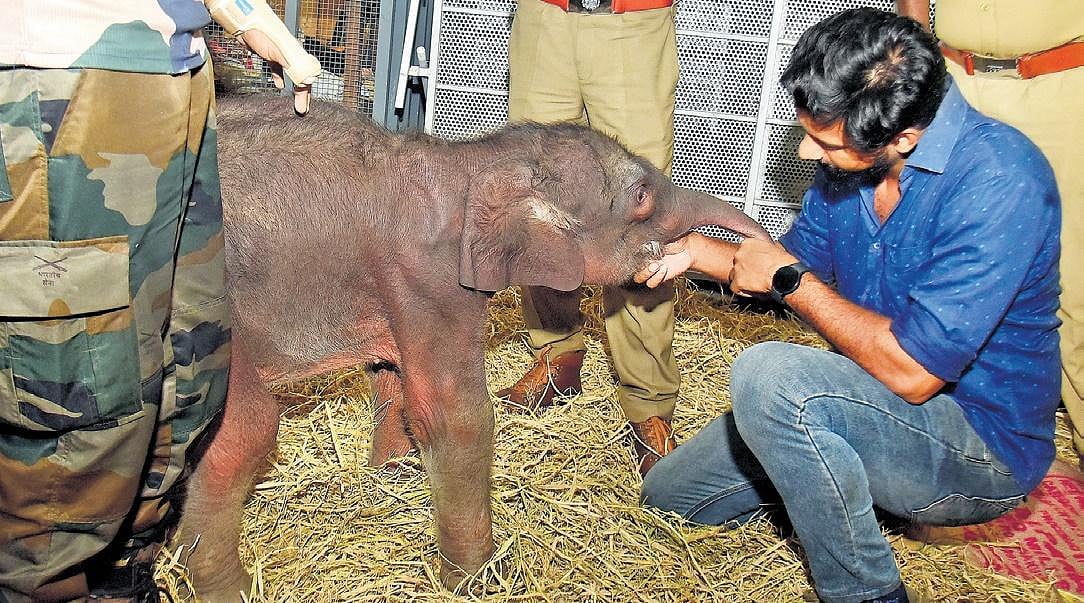 Abandoned elephant calf loses battle for life