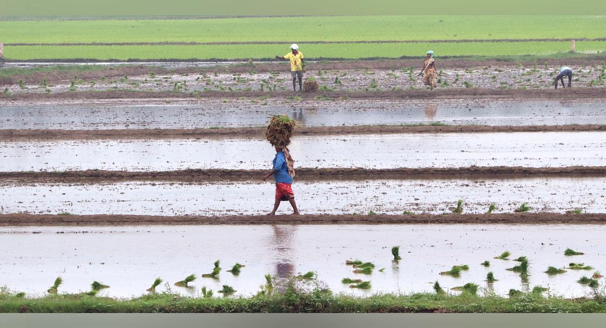 single-crop-farmers-start-cultivation-works-days-after-vaigai-water-release