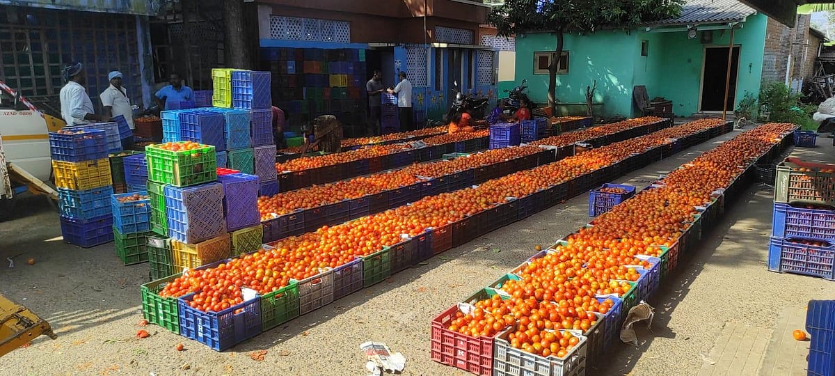Dharmapuri's tomato farmers demand training to make value-added products