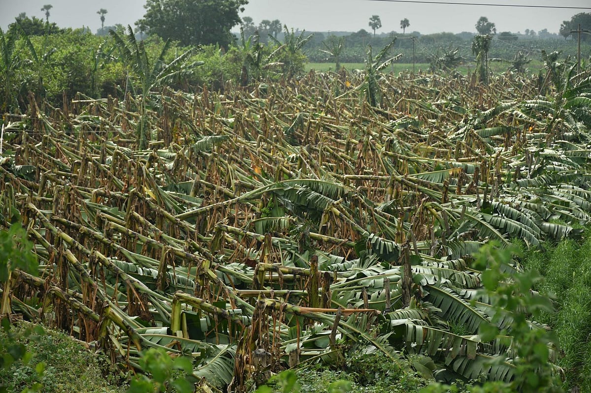 Michaung ravages several crops in Andhra's Prakasam district