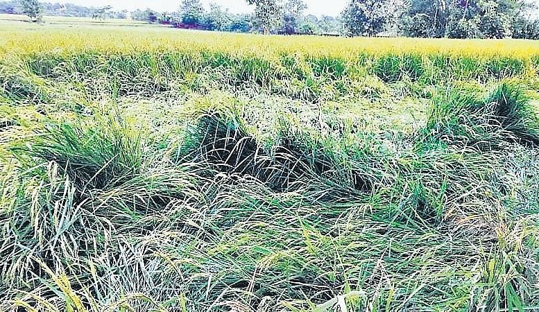Rains hit harvest-ready crops, farmers in lurch in Odisha