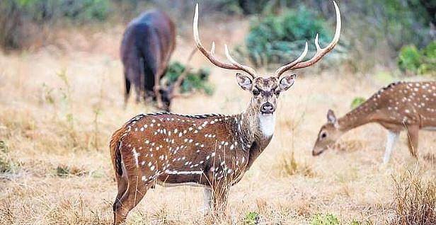 Stung by deer deaths, Kerala govt forms 4-member zoo advisory committee