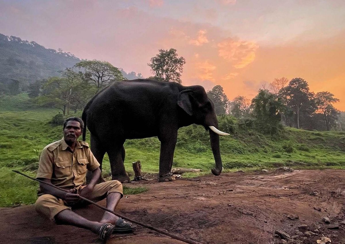 Kozhikamuthi elephant camp in Tamil Nadu gets ISO certificate