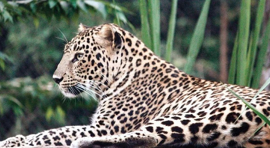 Devarshola locals in Tamil Nadu panic as leopard kills two cows