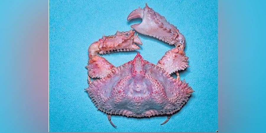 Two crab species discovered in Karnataka, add to India’s list of 75