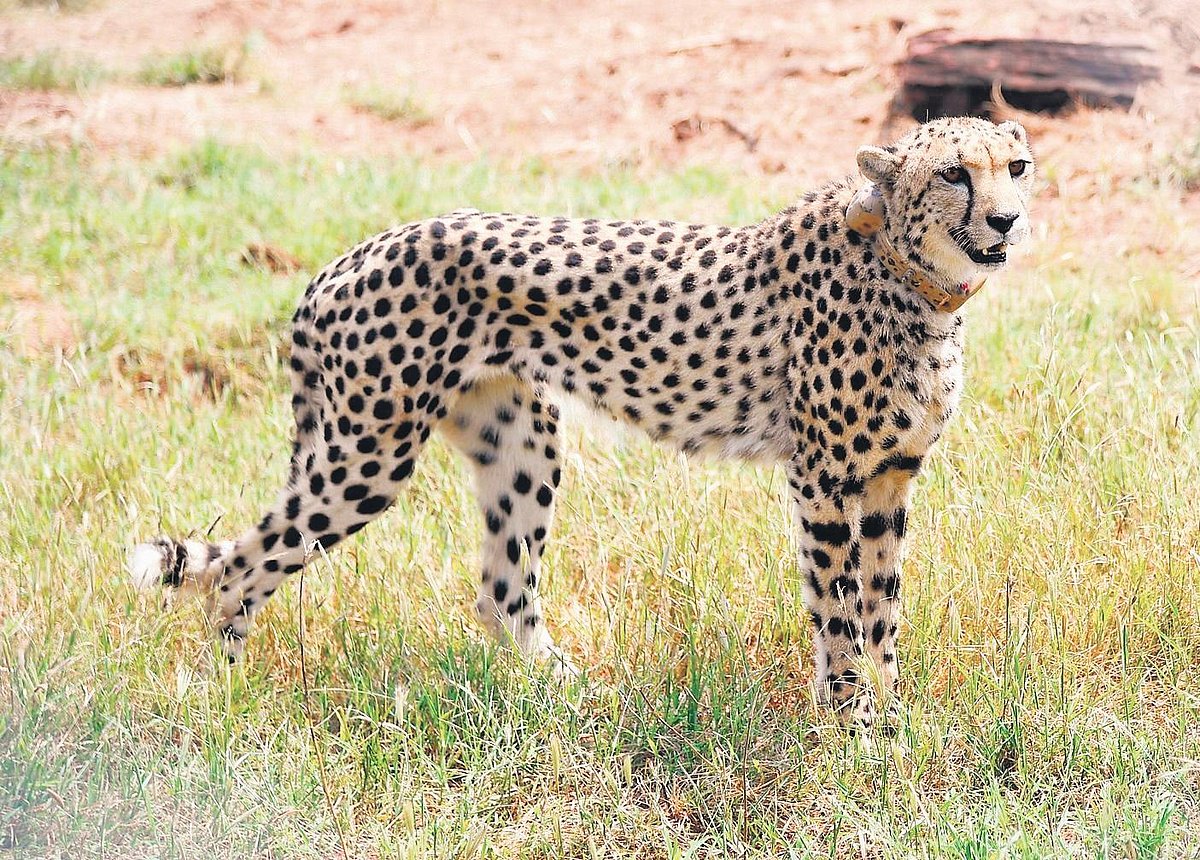 MP’s firearms surrender move in Kuno to curb poaching of cheetahs