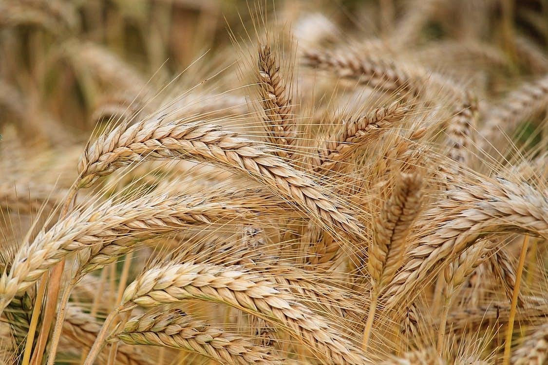 India to allow import of Russian wheat to bring down domestic prices